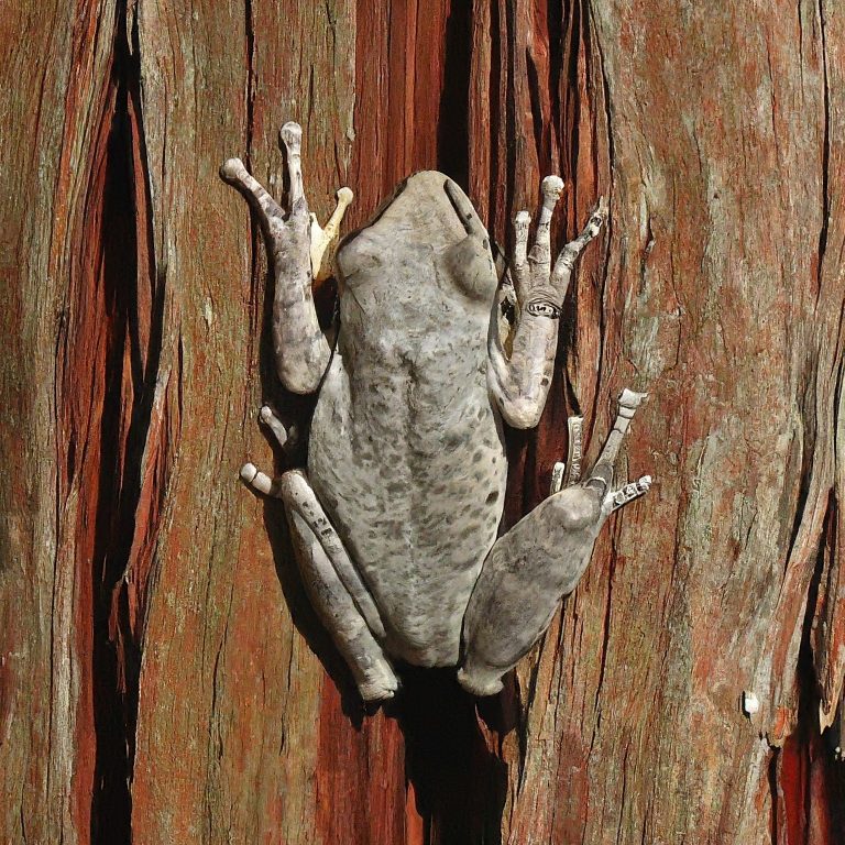 The Fascinating Pine Woods Tree Frog: A Southeast US Gem