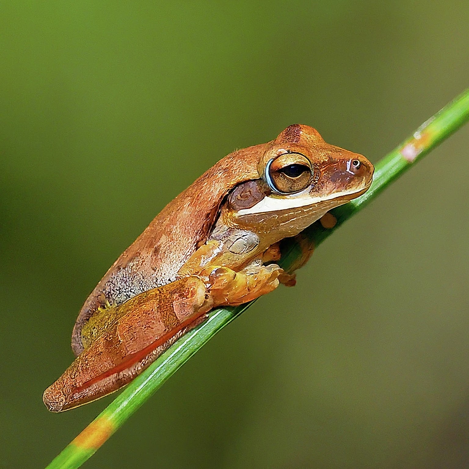 The Fascinating Pine Woods Tree Frog: A Southeast US Gem