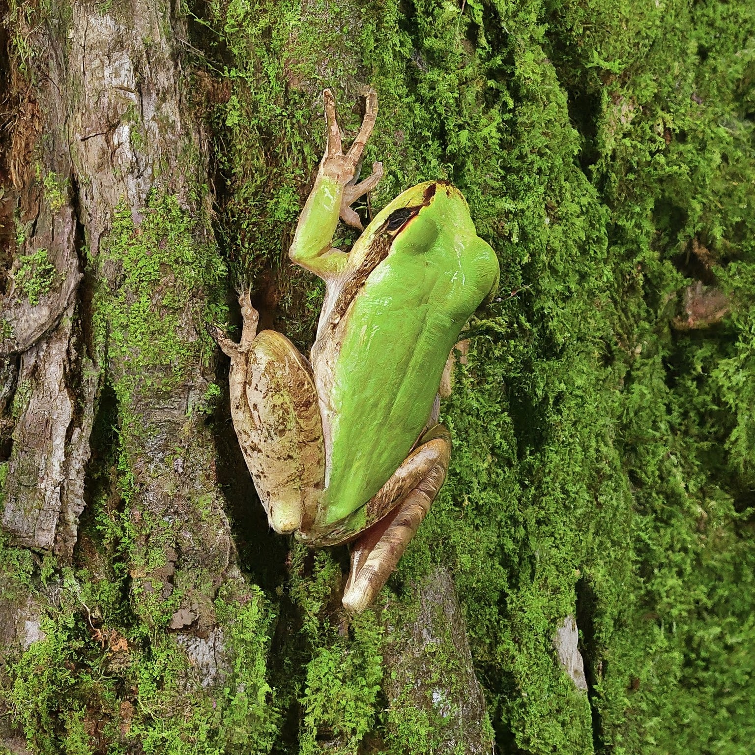 The Fascinating Pine Woods Tree Frog: A Southeast US Gem